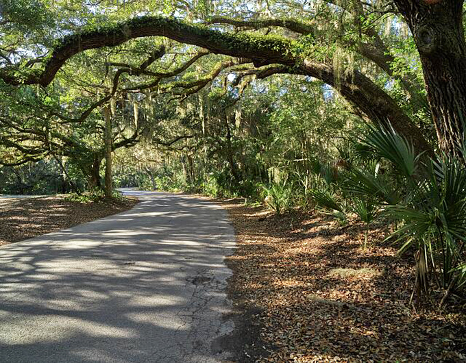Ancient oaks reach across the roadway in a leafy embrace, creating a cool, dappled sanctuary from Florida's relentless sunshine.