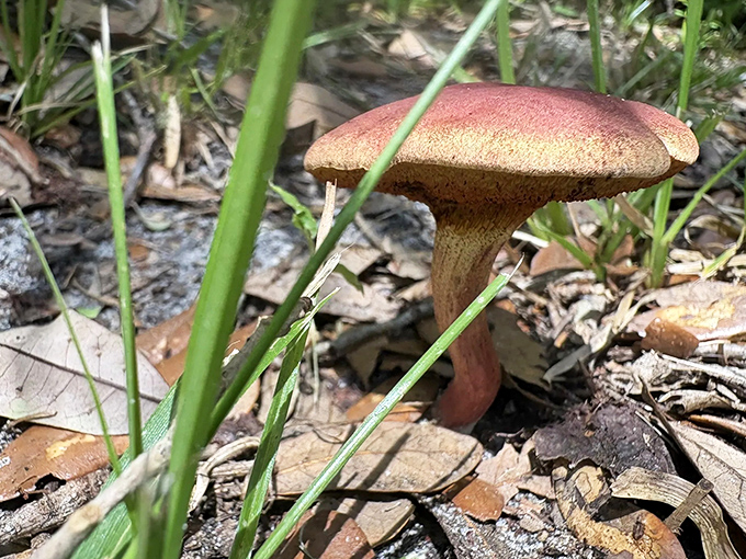 This mushroom didn't get the memo about Florida being flat &ndash; it's reaching for the sky with all the confidence of a Broadway understudy.