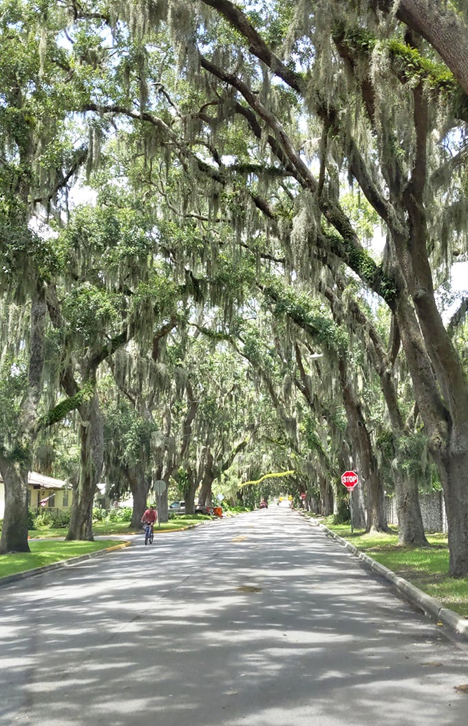 Nature's perfect archway forms an oak tunnel so magical, you'll swear you've driven straight into the pages of a Southern gothic fairytale.