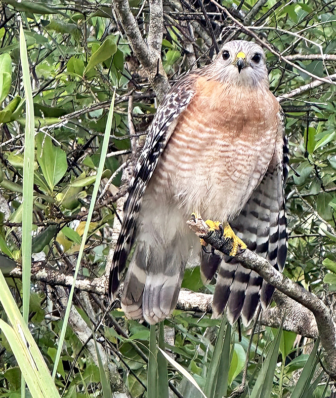 "Yes, I see you too." This red-shouldered hawk keeps watchful eyes on paddlers passing through its territory. Nature's neighborhood watch program.