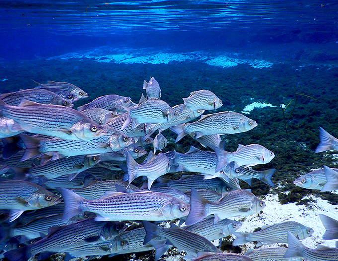 Beneath the surface, striped fish move in synchronized ballet, like underwater commuters who never learned to hurry.