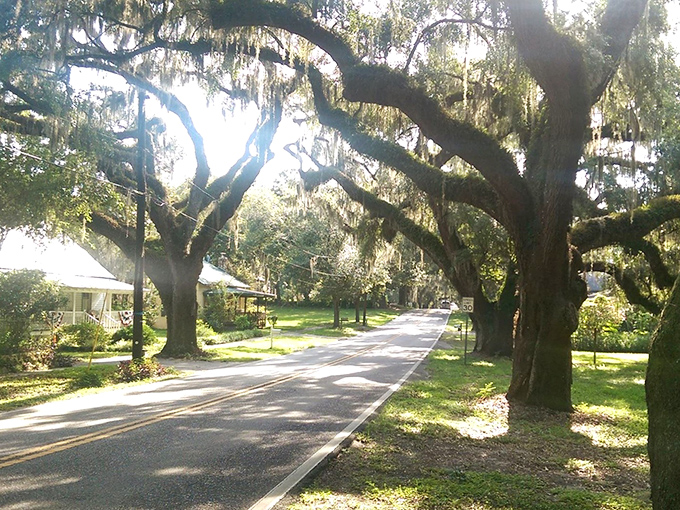 East Orange Avenue doesn't just offer a drive&mdash;it delivers an experience where each tree tells stories centuries in the making.