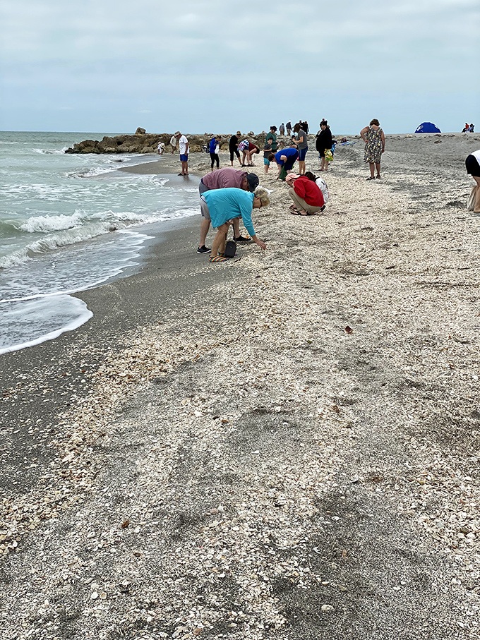 The famous "Sanibel Stoop" in action &ndash; dedicated collectors search for that perfect specimen among thousands of possibilities.