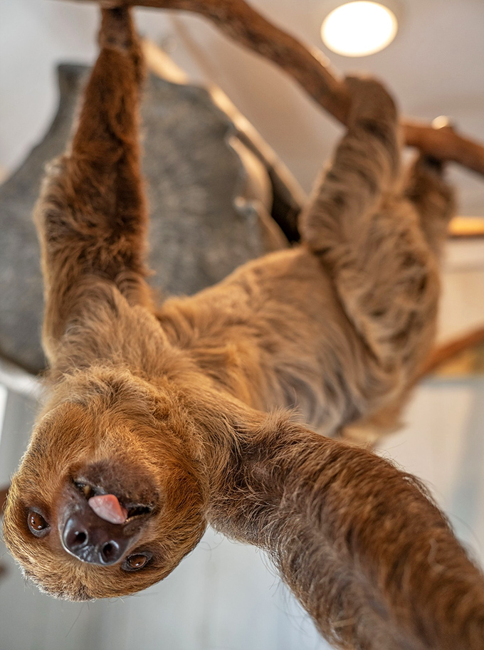 This sloth has mastered the art of hanging around &ndash; literally. Its expression suggests it knows secrets to relaxation that humans have yet to discover.