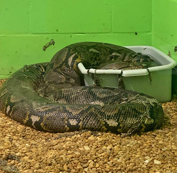 When your bathtub needs its own bathtub, you might be a reticulated python. This massive snake makes spaghetti look positively rigid by comparison.