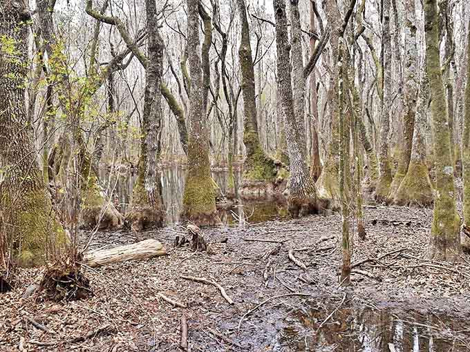 Winter reveals the swamp's skeletal beauty, where bare trees create a haunting landscape that feels like stepping into a Southern Gothic novel.