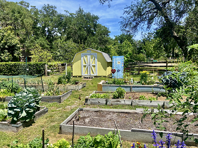 Raised garden beds burst with potential, a patchwork quilt of vegetables and herbs beside a cheerful yellow shed.