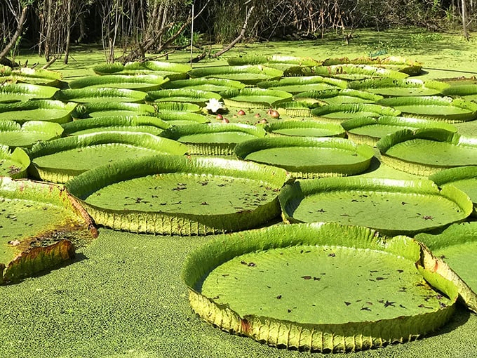 Green galaxy: These massive Victoria lily pads create their own universe of perfectly arranged botanical planets.