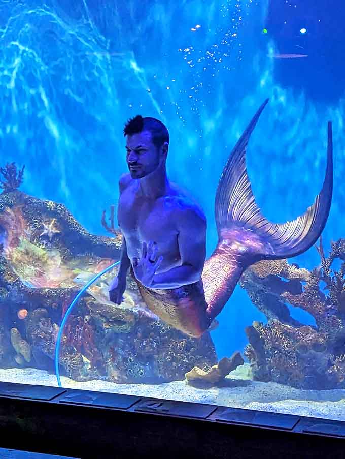 Not your average day at the office! This merman showcases the incredible craftsmanship of silicone tails while creating unforgettable moments for aquarium visitors.