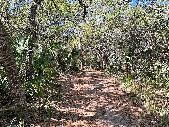 A sandy trail winds through native palmettos, offering a glimpse into Florida's wild heart &ndash; no GPS required, just curiosity.