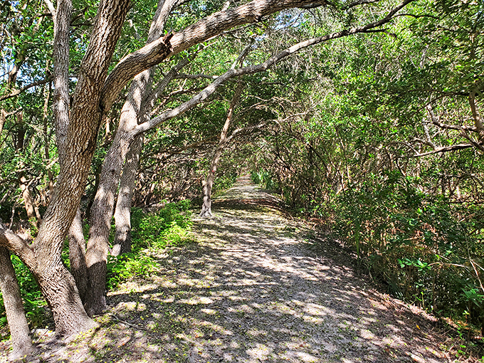 This shaded trail offers sweet relief from Florida's sunshine, where dappled light plays hide-and-seek between ancient branches.