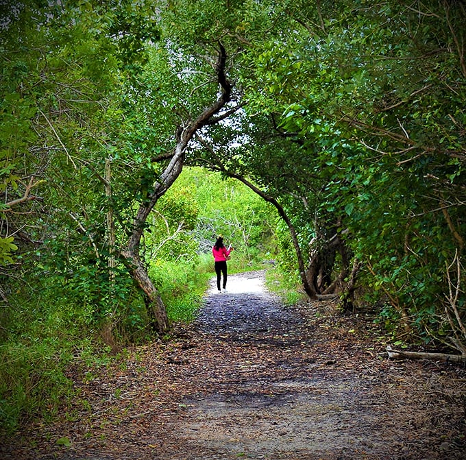 Nature creates its own architecture on Cabbage Key's trails, where twisted branches form perfect arches that seem designed specifically for your Instagram feed.