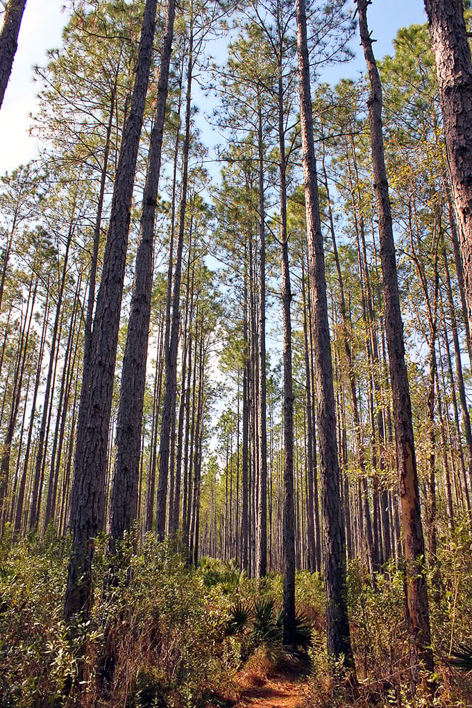 Reaching for the sky: These majestic pines have stood sentinel for generations, their height a testament to Florida's ancient wilderness.
