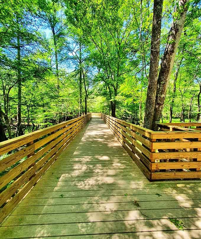 This wooden boardwalk guides explorers through a cypress wonderland, where dappled sunlight creates ever-changing patterns on the path.