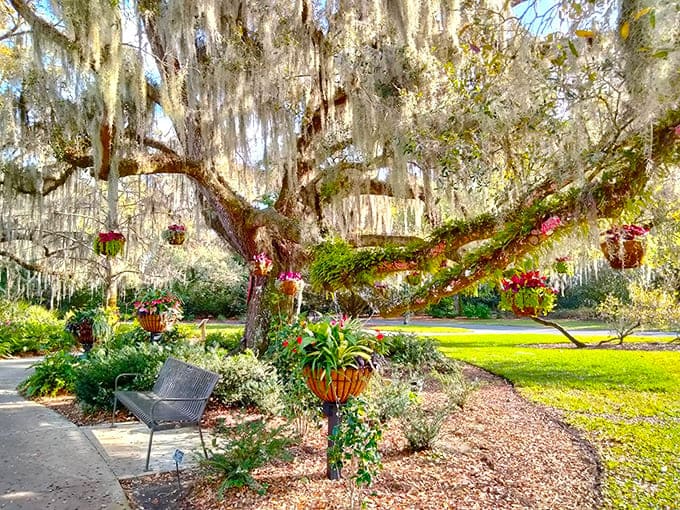 Spanish moss drapes from ancient branches adorned with colorful hanging baskets, creating a scene worthy of a Southern postcard.