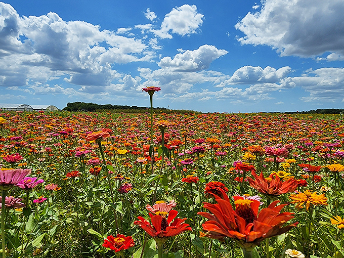 4a. hunsader farms (bradenton)