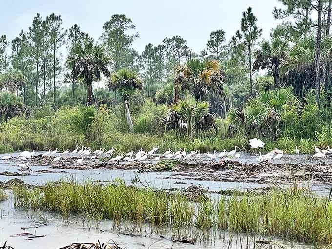 Picayune Strand's wetland wonders create a patchwork of water and woods, where wading birds gather like living decorations on nature's canvas.