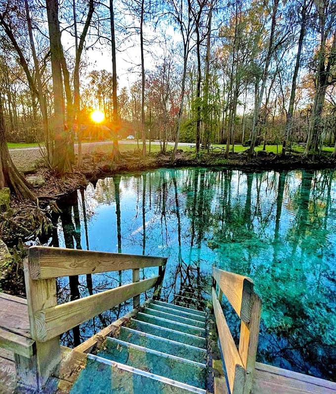 Trees lean over the water like they're trying to get a better look at their reflection.