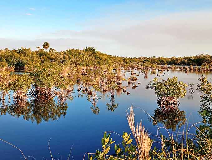Mirror-like waters in Picayune Strand capture perfect cloud reflections, creating the illusion of an upside-down world beneath the surface.
