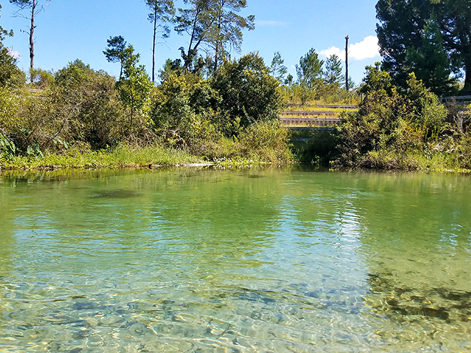 The electric blue headspring at Weeki Wachee bubbles up from limestone depths, creating a natural pool that glows with otherworldly light.