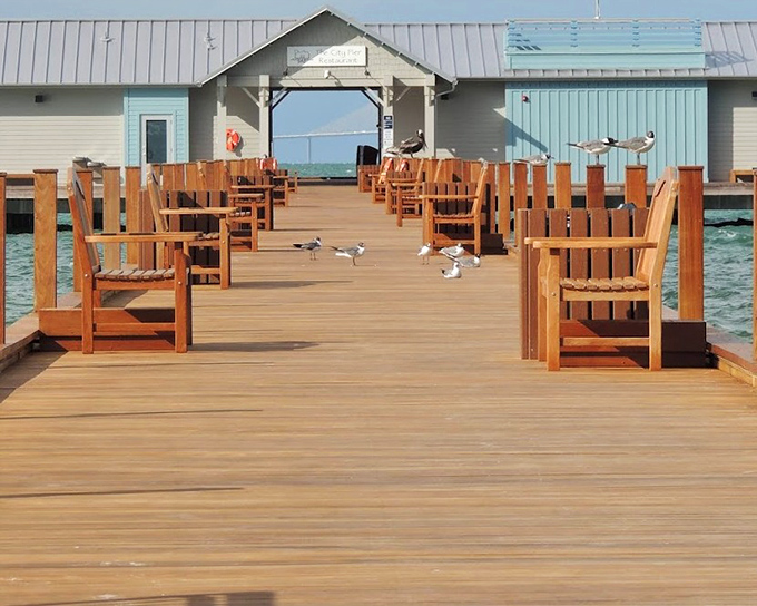 Seagulls claim prime real estate on the Anna Maria City Pier, their feathered committee seemingly discussing the day's fishing prospects.
