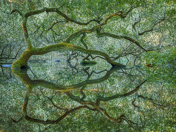 Mirror, mirror in the swamp &ndash; these perfect reflections create a parallel universe where trees grow both up and down.