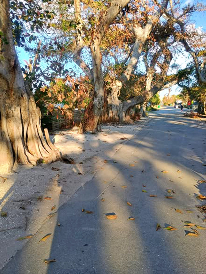 Even in autumn's grip, these giants maintain their architectural integrity, proving that good bones never go out of style.