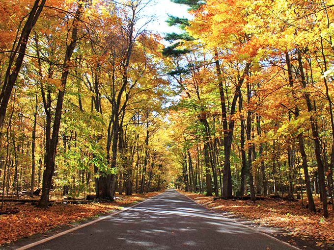 Fall's fashion show in full swing &ndash; these trees dressed in their seasonal best create a runway of russet and amber along M-119. 