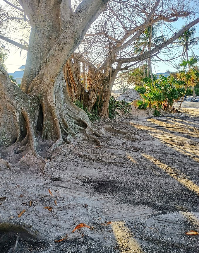 Banyan roots sprawl across sandy ground like nature's own abstract art installation &ndash; no admission fee required.