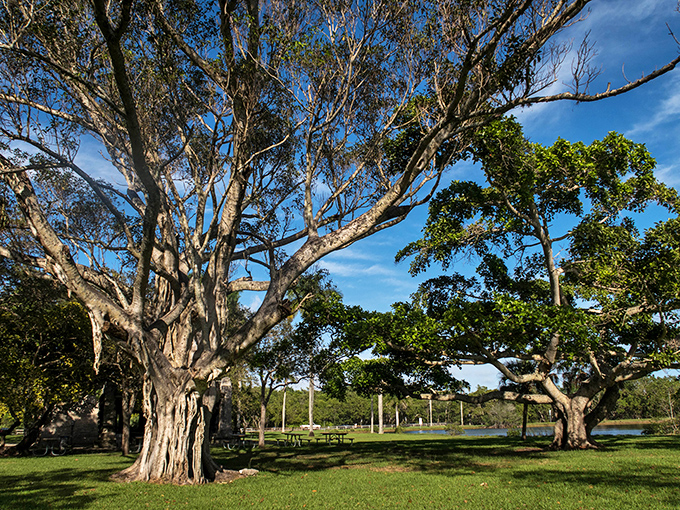 These aren't just trees &ndash; they're living sculptures, their massive trunks and aerial roots creating natural playgrounds for generations.
