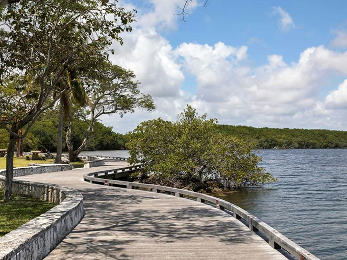 The winding boardwalk invites exploration through mangrove forests where nature's secrets reveal themselves to patient observers.