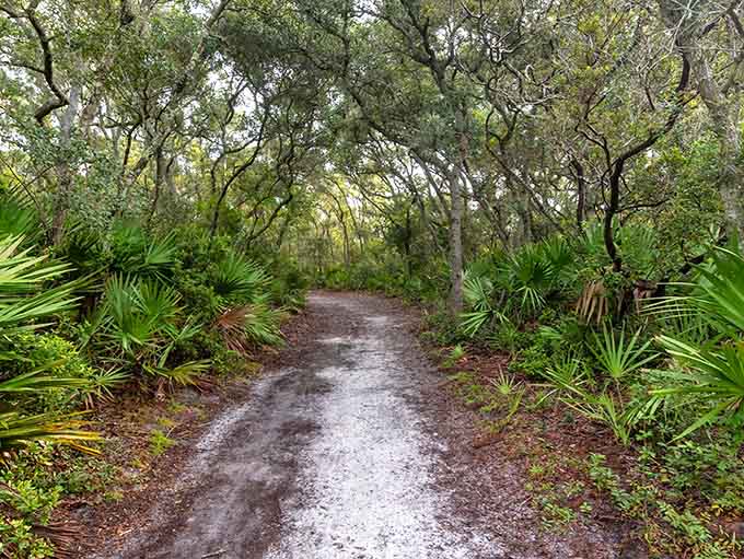 The path through maritime forest leads to coastal magic, like following the yellow brick road except it's sandy and leads to bleached trees instead.