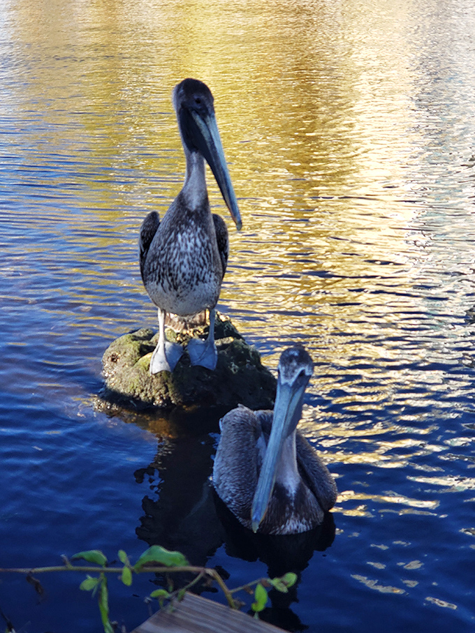 Water, water everywhere, and not a drop we want to swim in – The Pelicans, clearly smarter than the average monkey.