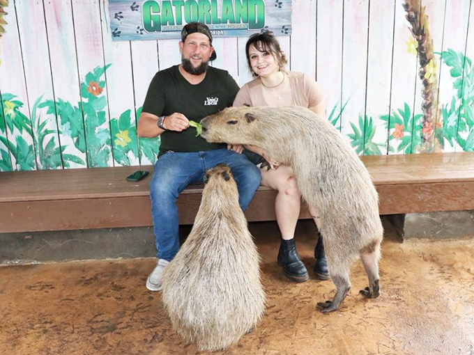 Meet the world's largest rodents, nature's chill ambassadors who look like they've never experienced a moment of stress in their lives.