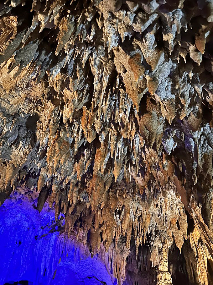 These delicate formations grow at the glacial pace of one inch per century, a humbling reminder of nature's patience.