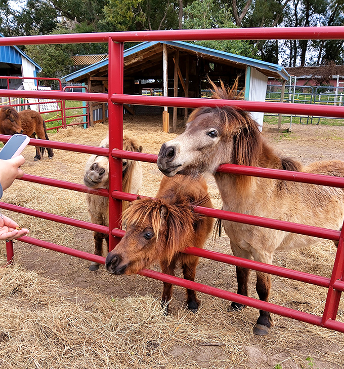 These miniature horses have mastered the art of adorable extortion &ndash; one look and you're reaching for the feed cup.