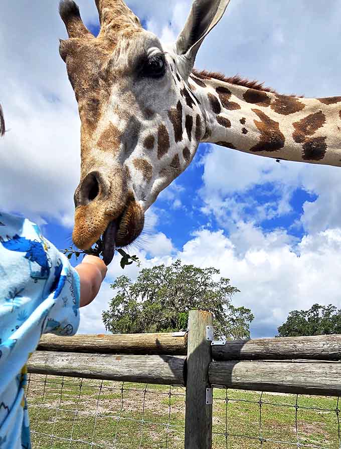 A close encounter of the spotted kind &ndash; a giraffe's long, dexterous tongue reaches for a leafy snack offered by an excited visitor.