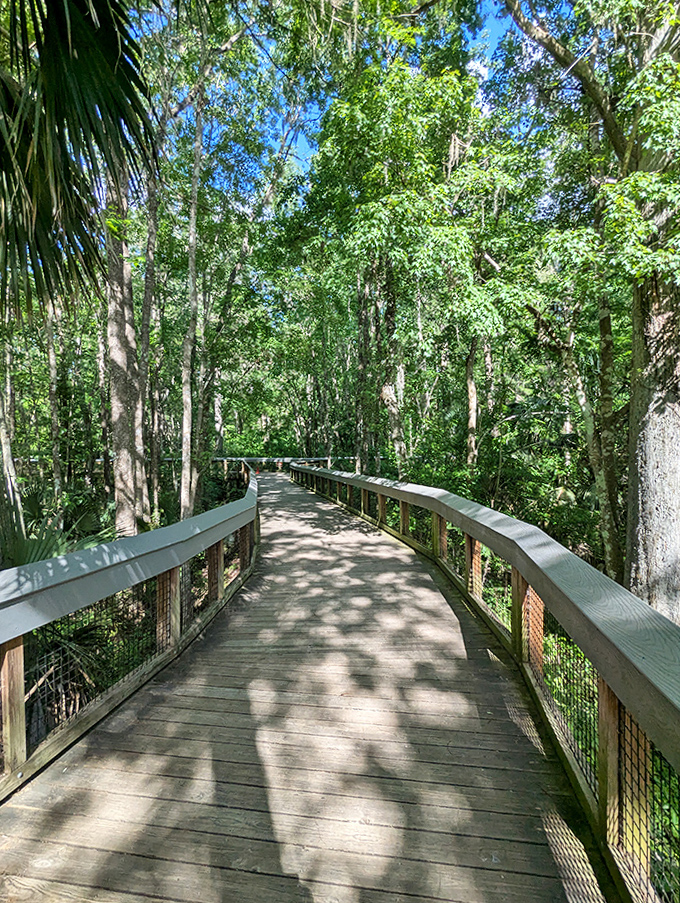 Nature's red carpet &ndash; this boardwalk invites you to stroll through a Florida forest without getting your shoes dirty.