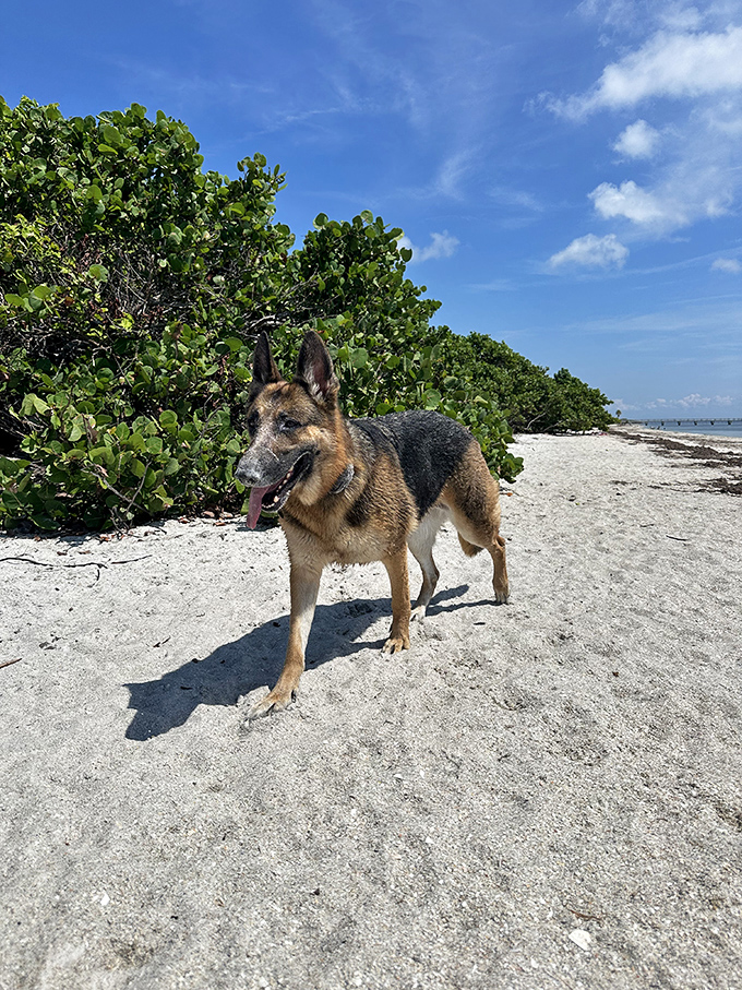 This German Shepherd isn't just beach patrolling &ndash; he's living his best life against a backdrop that belongs on a Florida postcard.