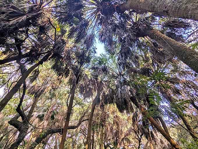 Shaded sanctuary: Ancient oaks create a natural canopy over picnic areas, their sprawling branches offering relief from Florida's enthusiastic sunshine.
