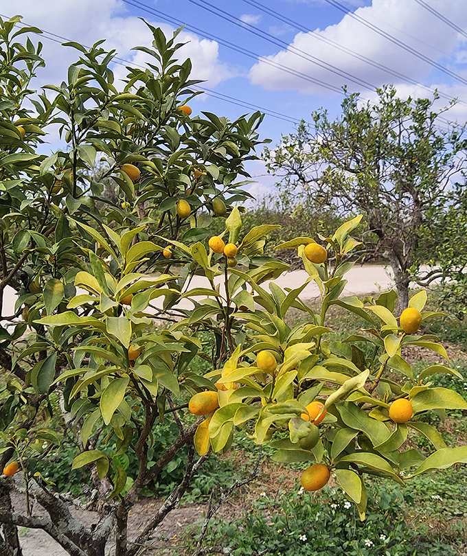 These kumquats aren't just growing&mdash;they're showing off. At Joshua Citrus, Florida's sunshine comes in perfectly portable, edible packages.