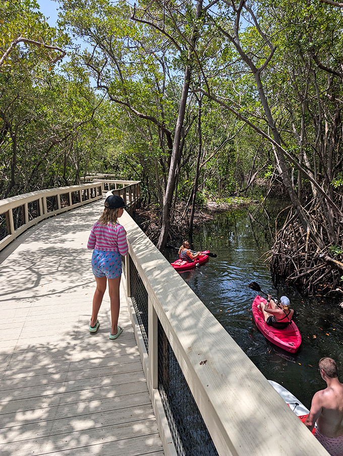 Kayakers glide through mangrove tunnels below the boardwalk, proving there's more than one way to experience this watery wonderland.
