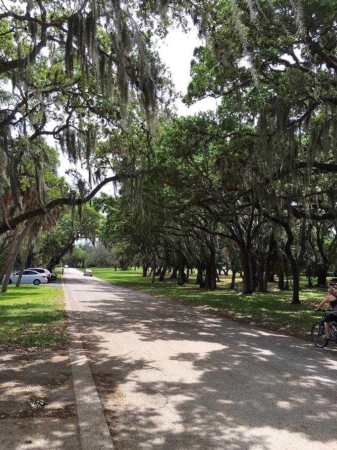 Morning light filters through the leafy ceiling, painting the road with dappled shadows that dance with every passing breeze.