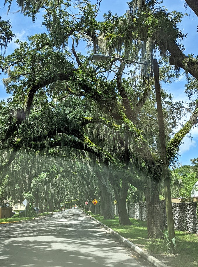 Magnolia Avenue shows off Florida's natural splendor at its finest &ndash; where Spanish moss dangles like nature's own decorative tinsel in this living green cathedral.
