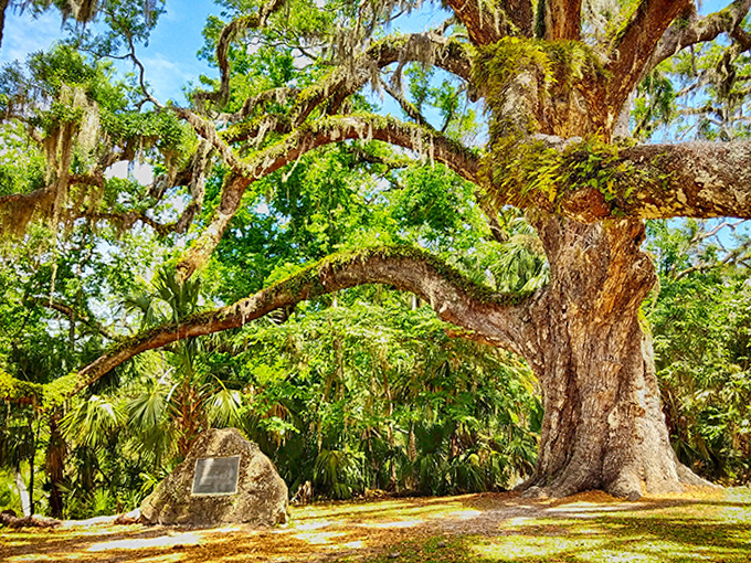 The Fairchild Oak spreads its massive limbs in a botanical embrace that has sheltered wildlife and visitors for four centuries.
