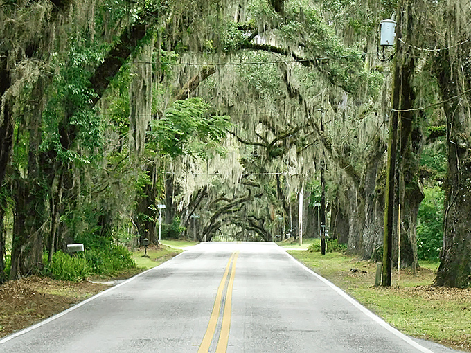 Spanish moss hangs like nature's own decorative tinsel, transforming ordinary trees into something straight out of a Southern gothic novel.
