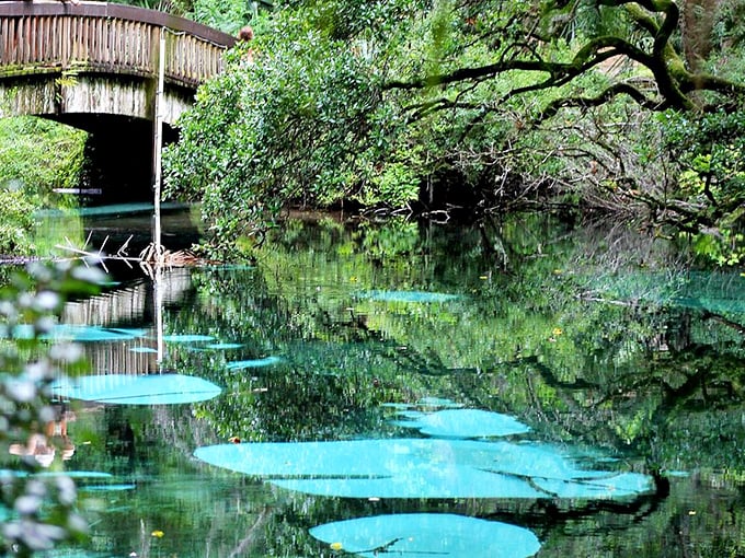 This clear oasis offers a window into Florida's limestone aquifer, where water filtered for decades emerges pristine and perfect for your viewing pleasure.