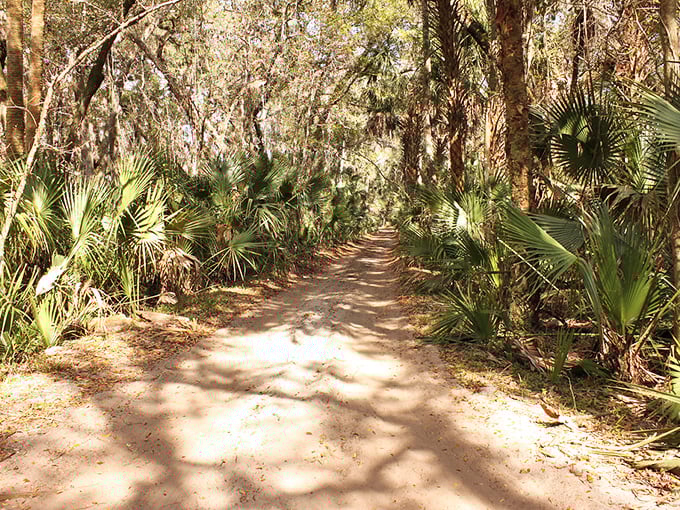 A sandy path flanked by palms offers a quintessential Florida hiking experience &ndash; no beach crowds required!