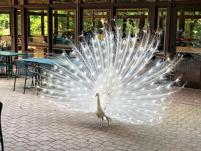 Nature's ultimate showoff, this white peacock displays its spectacular plumage with the confidence of someone who knows they're the best-dressed at the party.