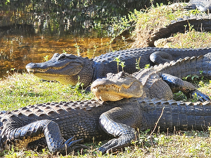 These alligators have perfected the art of doing absolutely nothing, sunbathing like retirees in lawn chairs, except with more teeth and less sunscreen.